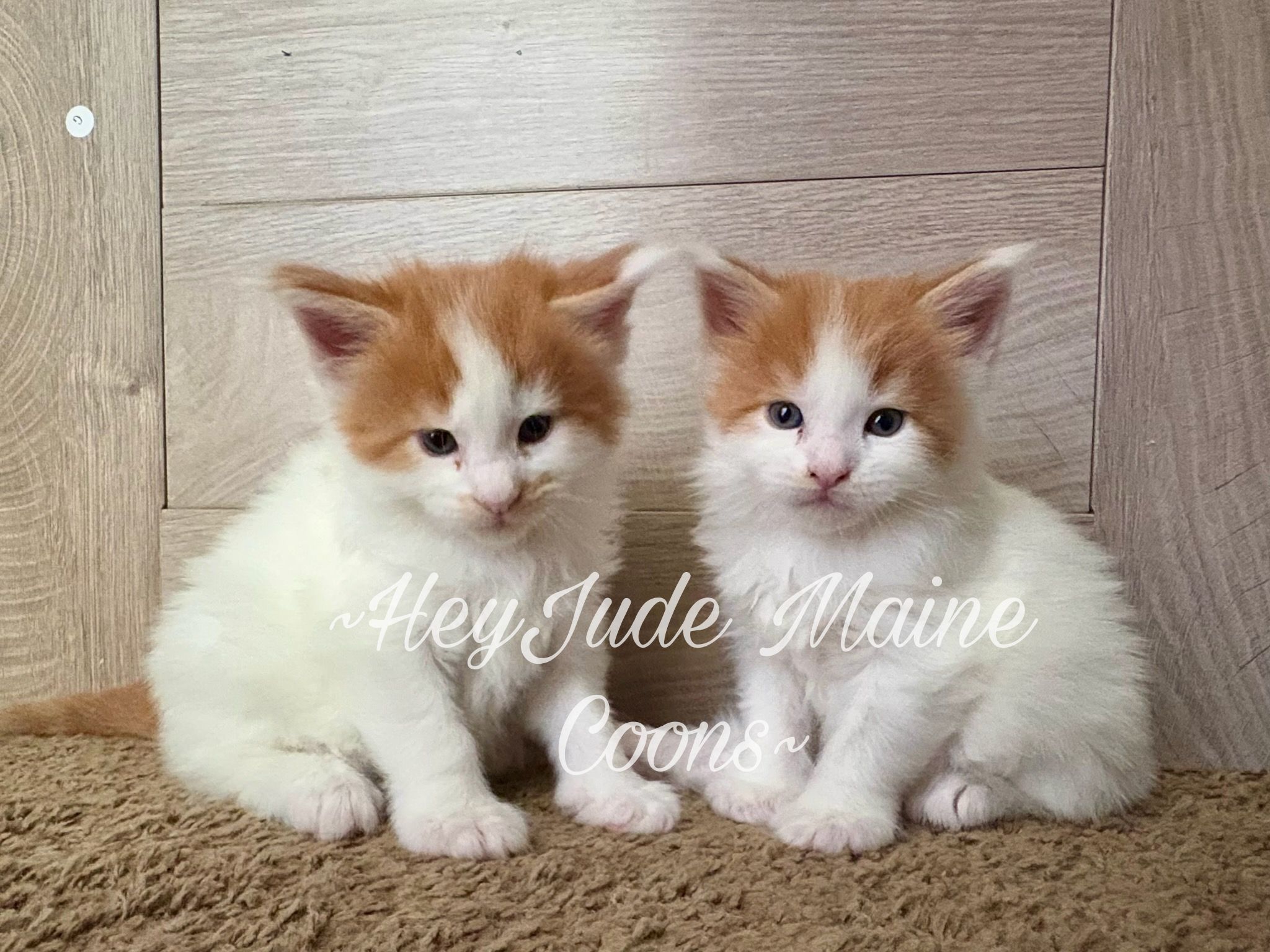 What Makes the Maine Coon Breed Different From Other Breeds – Hey Jude ...